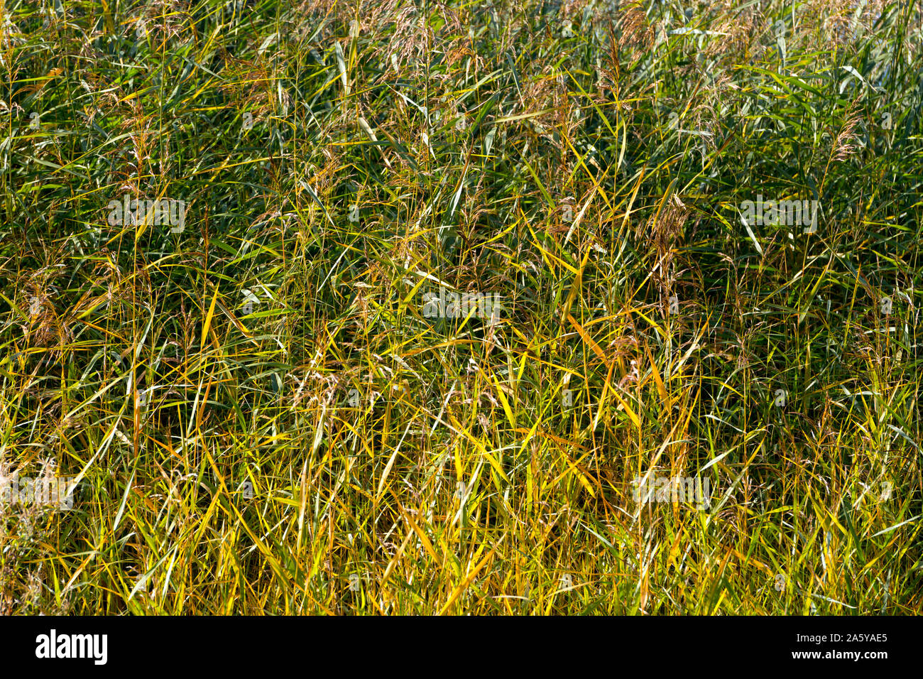 Lakeside reeds hi-res stock photography and images - Alamy