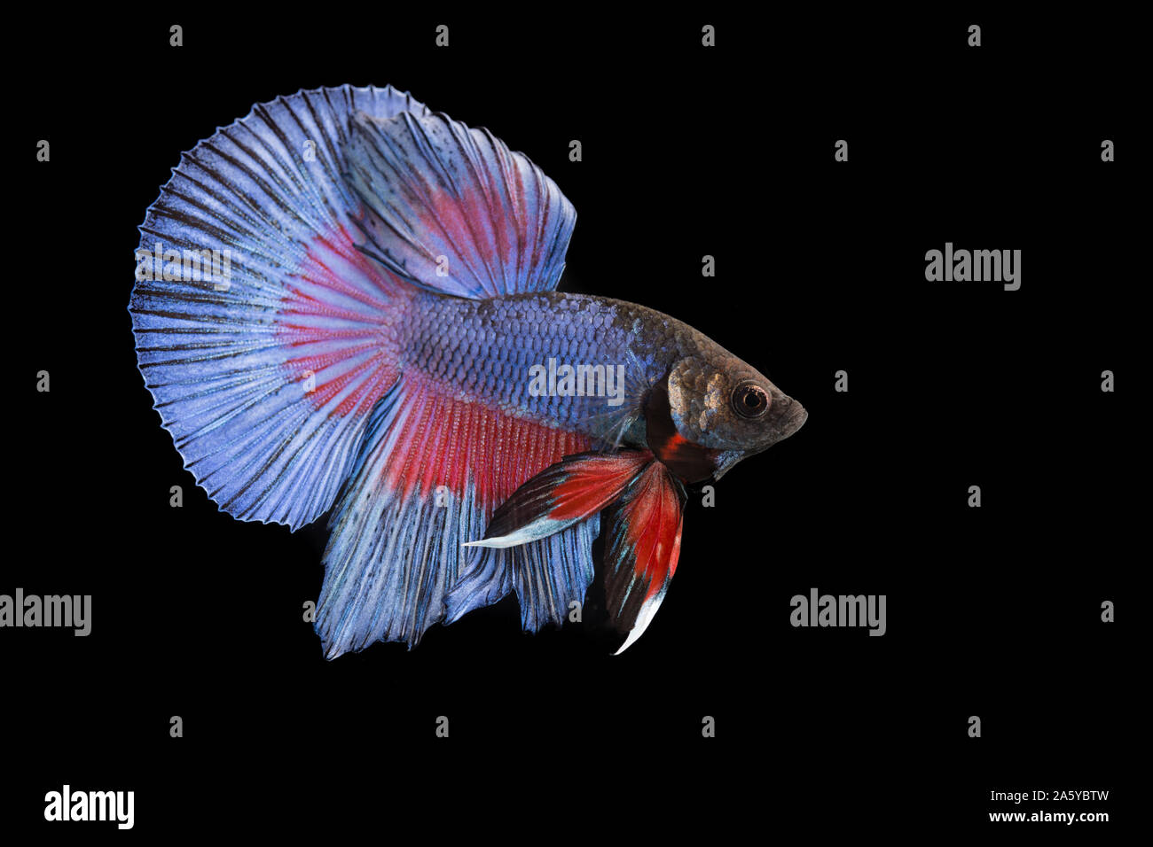 Thai fighting fish on over black background Stock Photo - Alamy