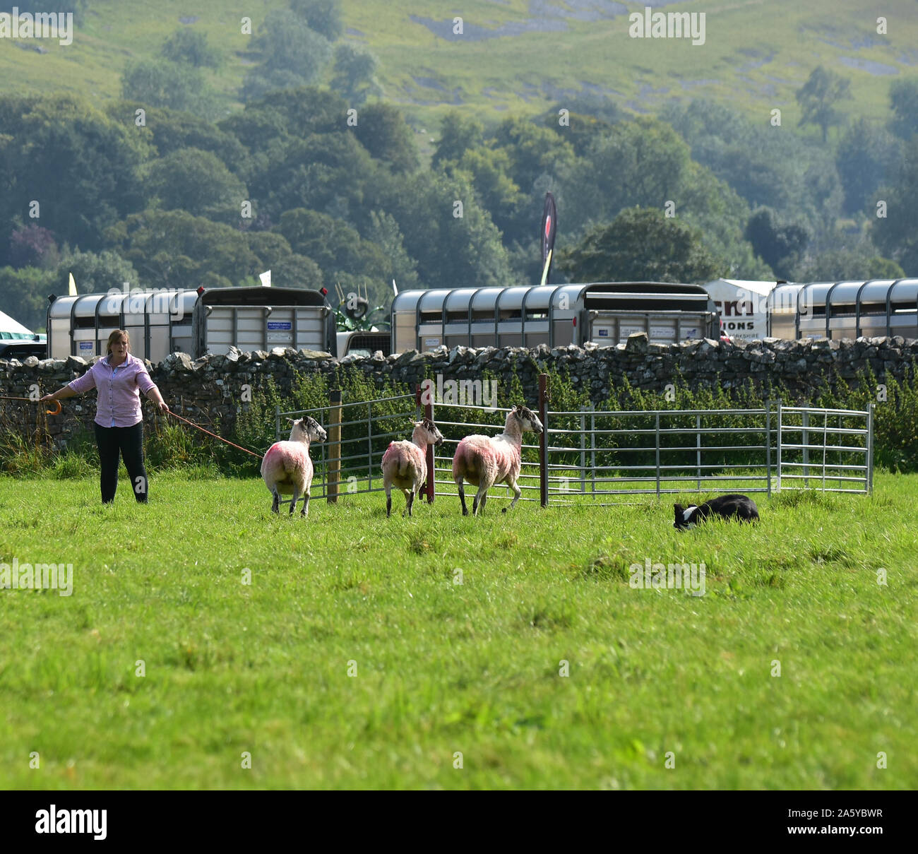 Sheep dog trials, Kilnsey show Stock Photo - Alamy