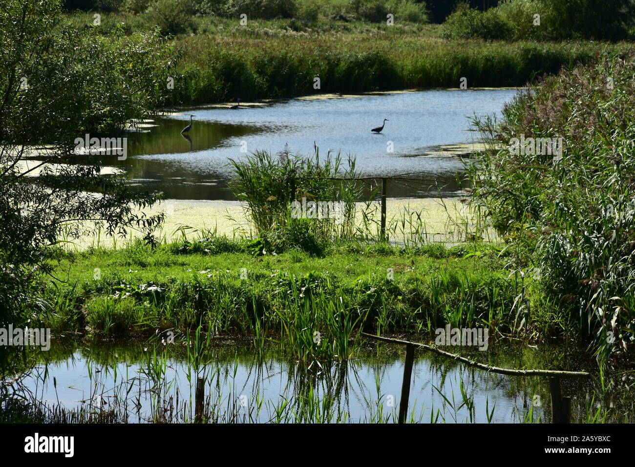 Rodley nature reserve hi-res stock photography and images - Alamy
