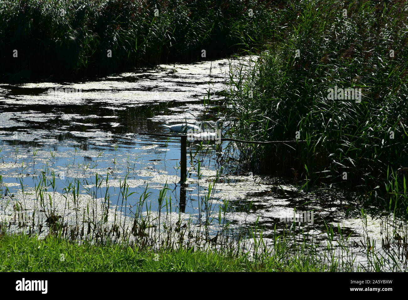 Wildlife in leeds west hi-res stock photography and images - Alamy