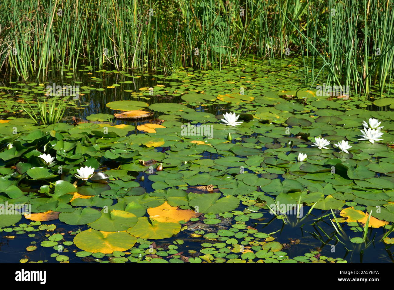 Wildlife pond, Rodley Nature Reserve, Leeds Stock Photo - Alamy