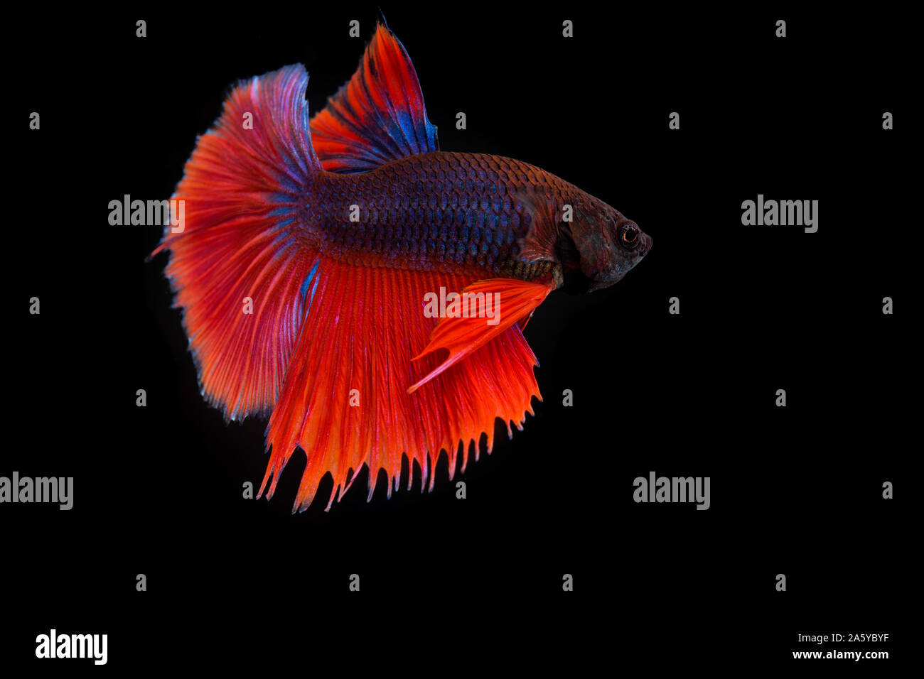 Thai fighting fish on over black background Stock Photo - Alamy