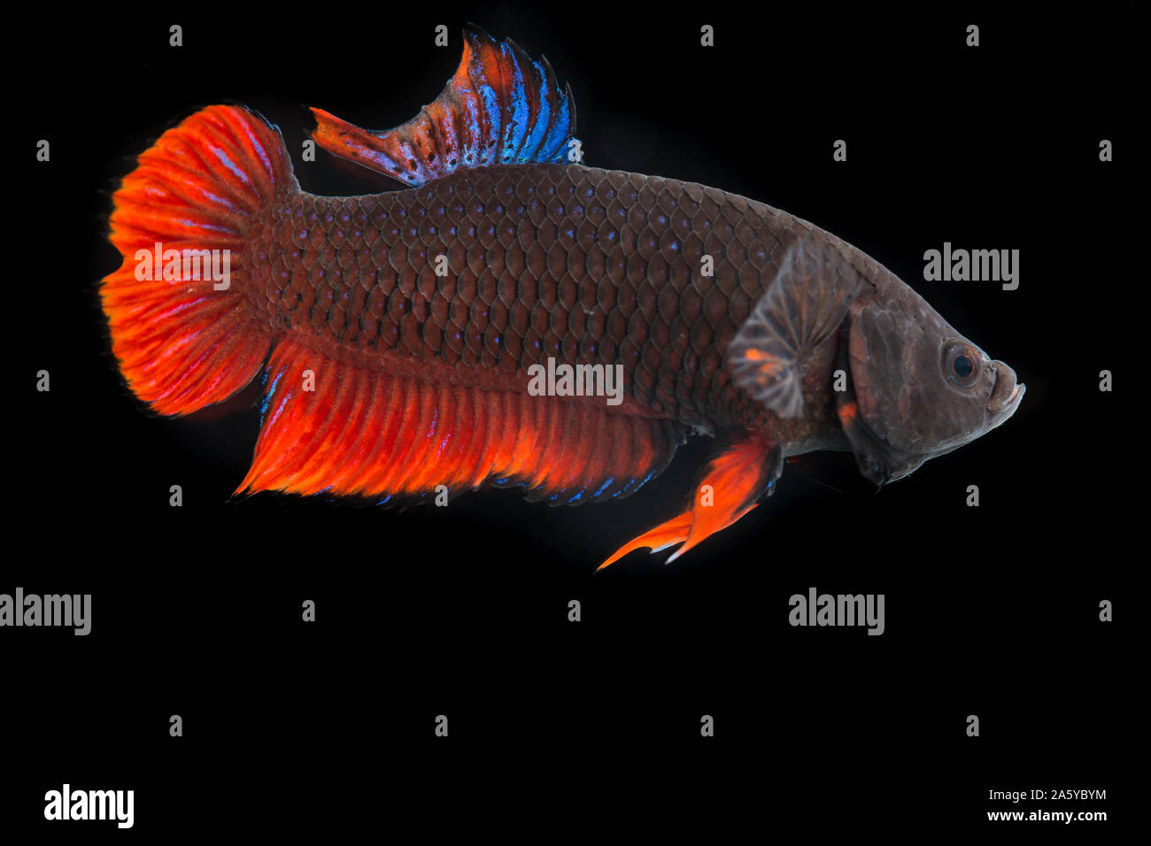 Thai fighting fish on over black background Stock Photo - Alamy
