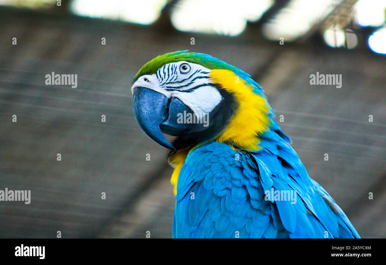 Blue-and-yellow macaw or blue-and-gold macaw, Ara ararauna, bird of the ...