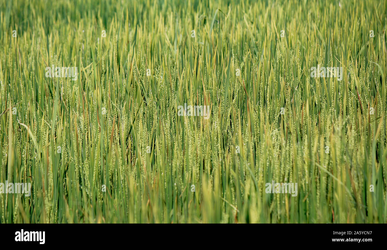 Green rice paddy fields ready for harvest in Sri Lanka.Rice is main ...