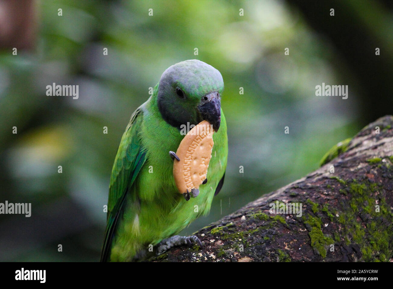 Rose headed parakeet hi-res stock photography and images - Alamy