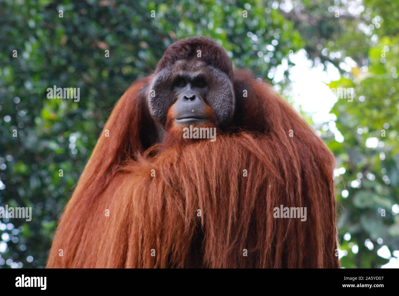 Male Sumatran orangutan (Pongo abelii) .Pongo pygmaeus.Bornean ...