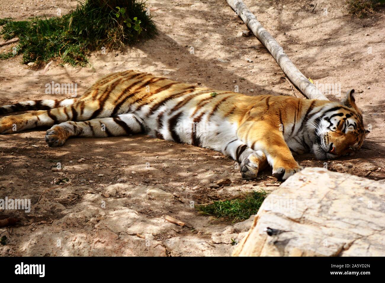 Tiger stripes pattern hi-res stock photography and images - Alamy