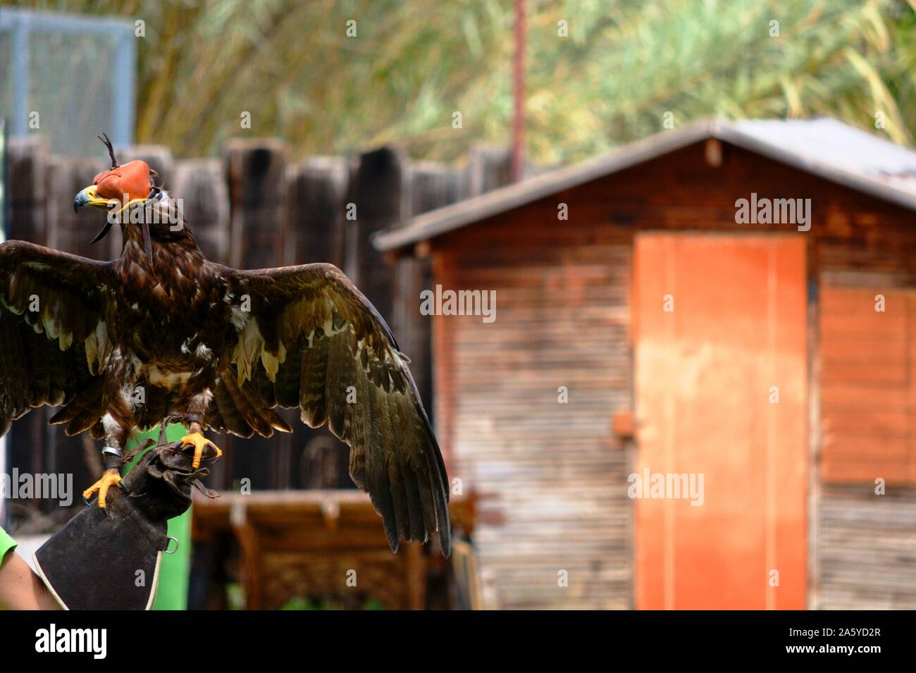 Eagle on hand hi-res stock photography and images - Alamy