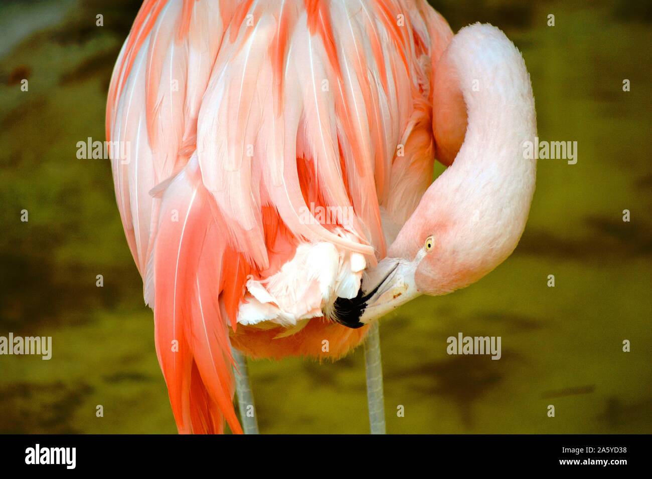 a pink flamingo touching the bottom with the beak Stock Photo - Alamy