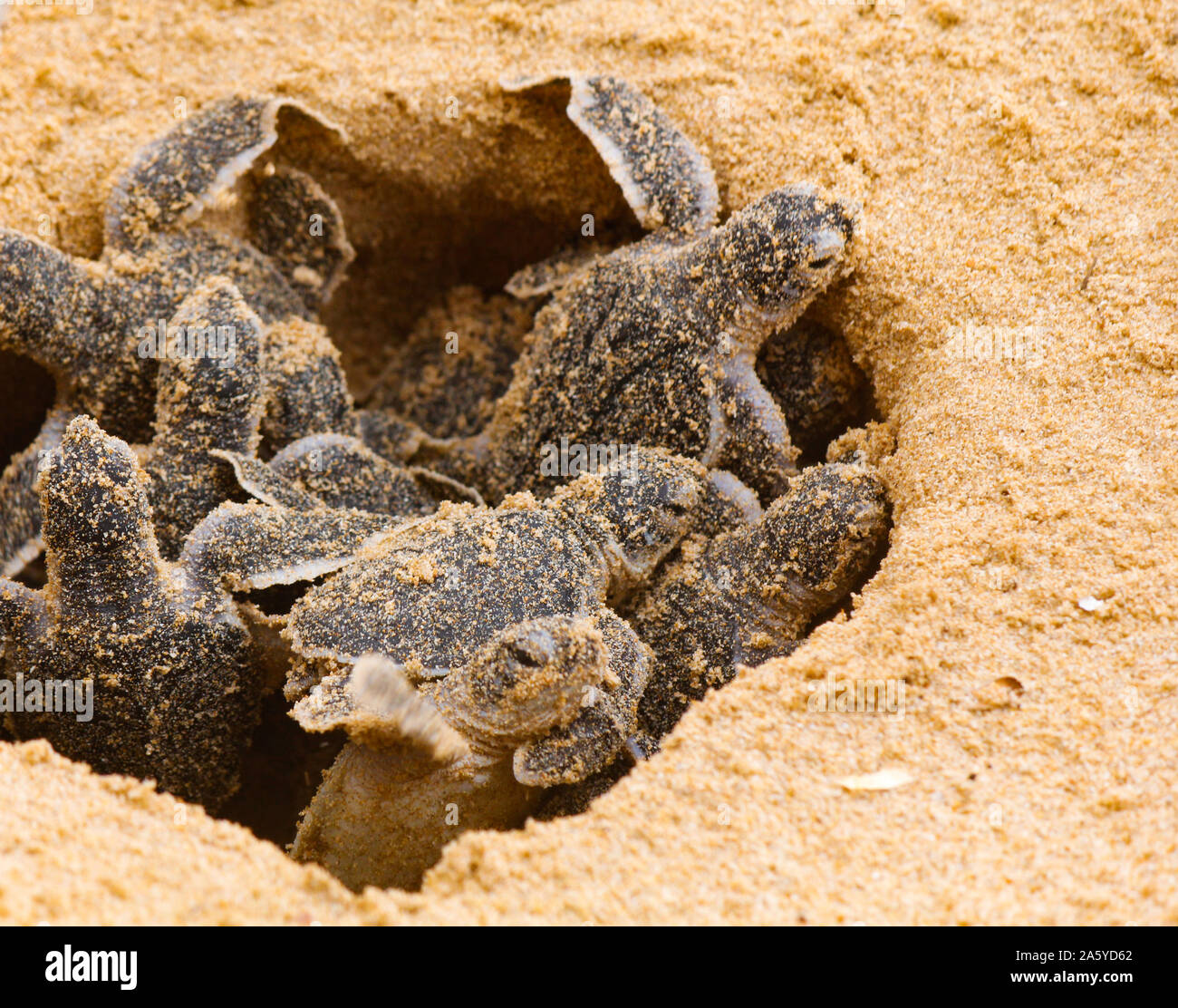 baby sea turtle hatching. One day old sea turtles in Hikkaduwa in the ...