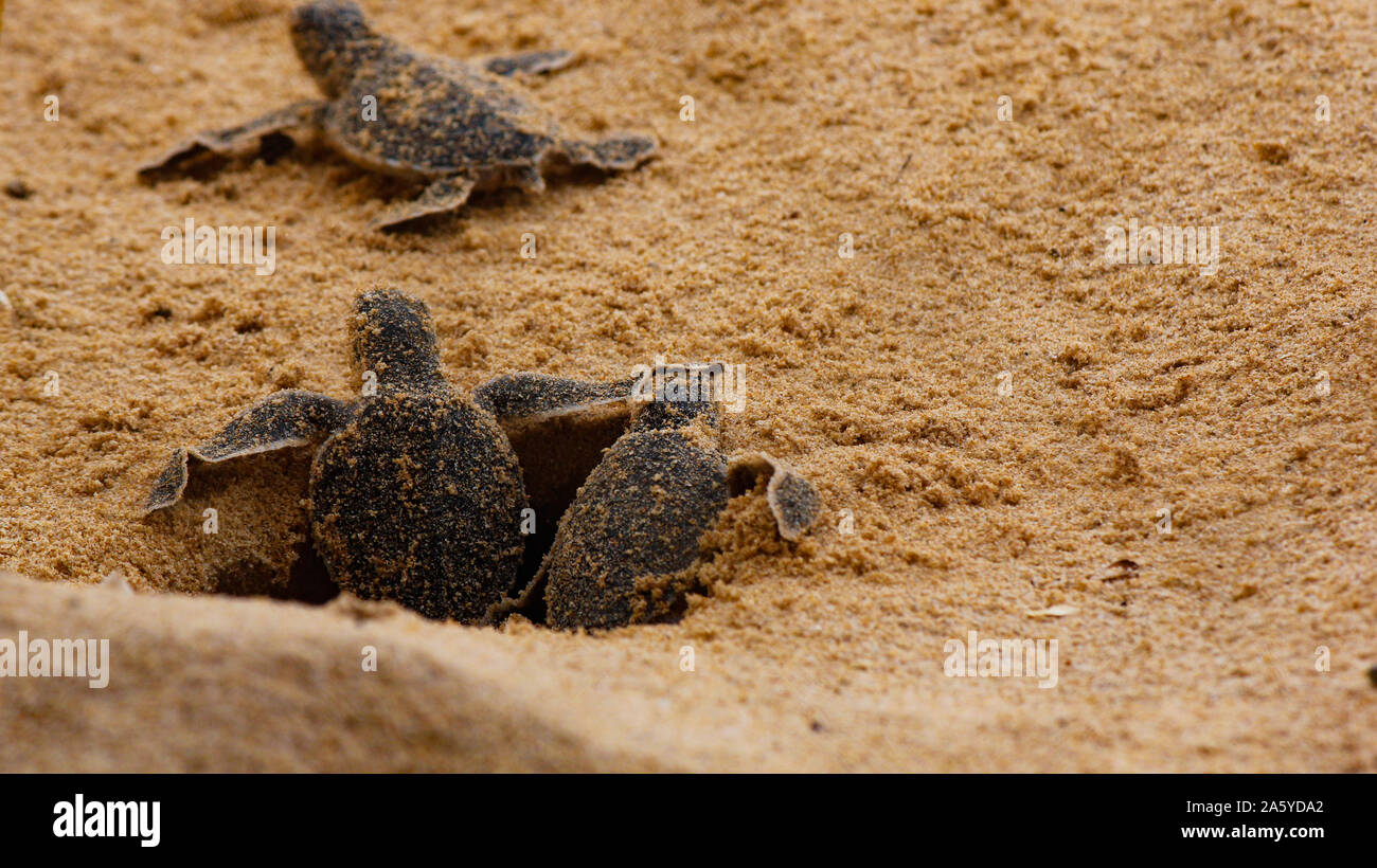 Baby Leatherback Sea Turtle Hatching