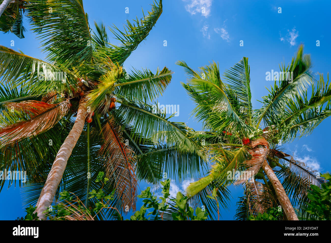 Coconut tree low angle view hi-res stock photography and images - Alamy