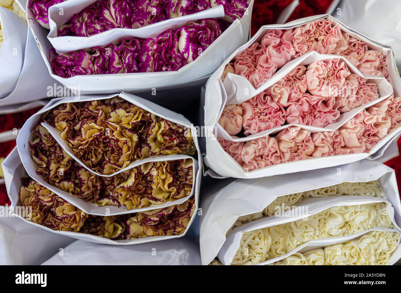 Different coloured roses hi-res stock photography and images - Alamy