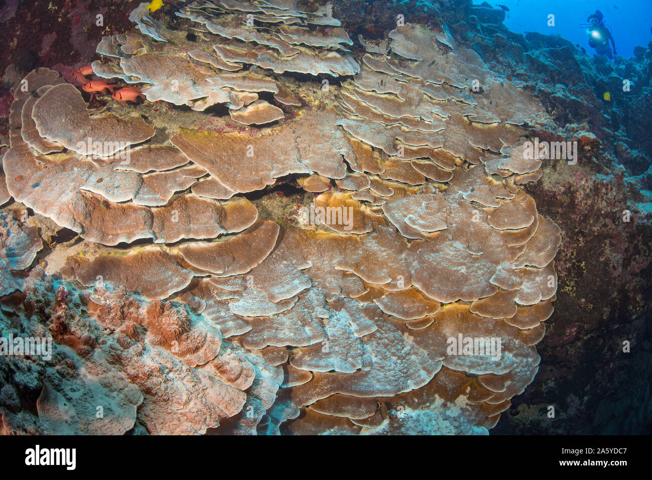 Pillar coral reef hi-res stock photography and images - Alamy
