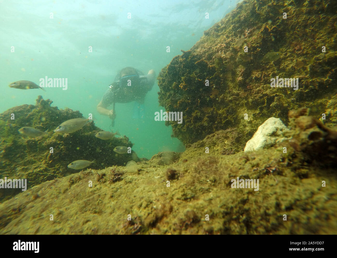 Underwater photographer on scuba dives hi-res stock photography and ...