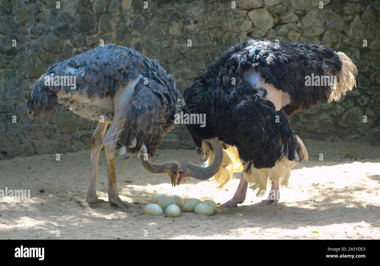 Masai Ostrich couple looking after their ostrich eggs.Large male and ...