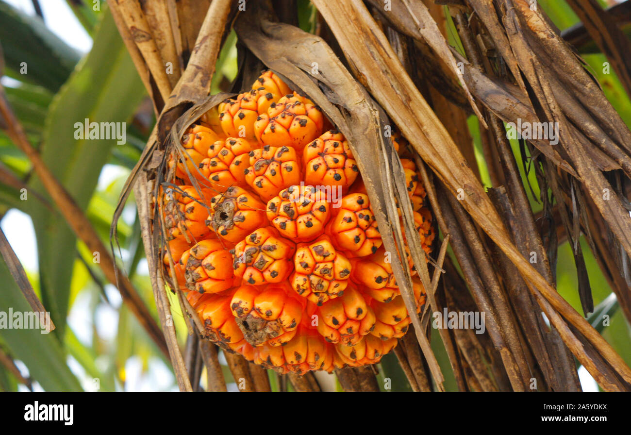 Hala plant hi-res stock photography and images - Alamy