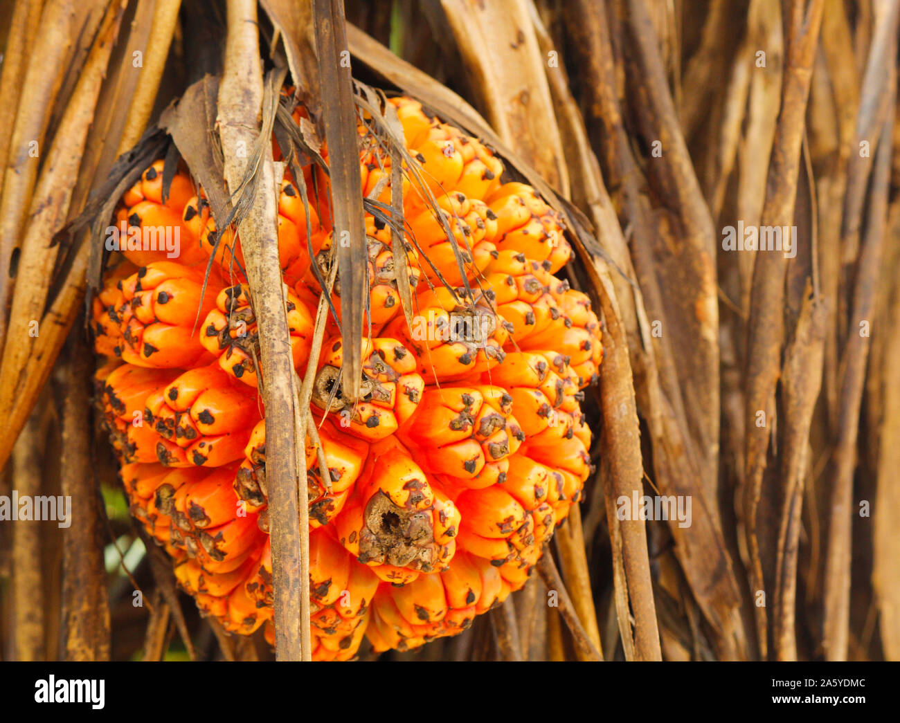 Hala plant hi-res stock photography and images - Alamy