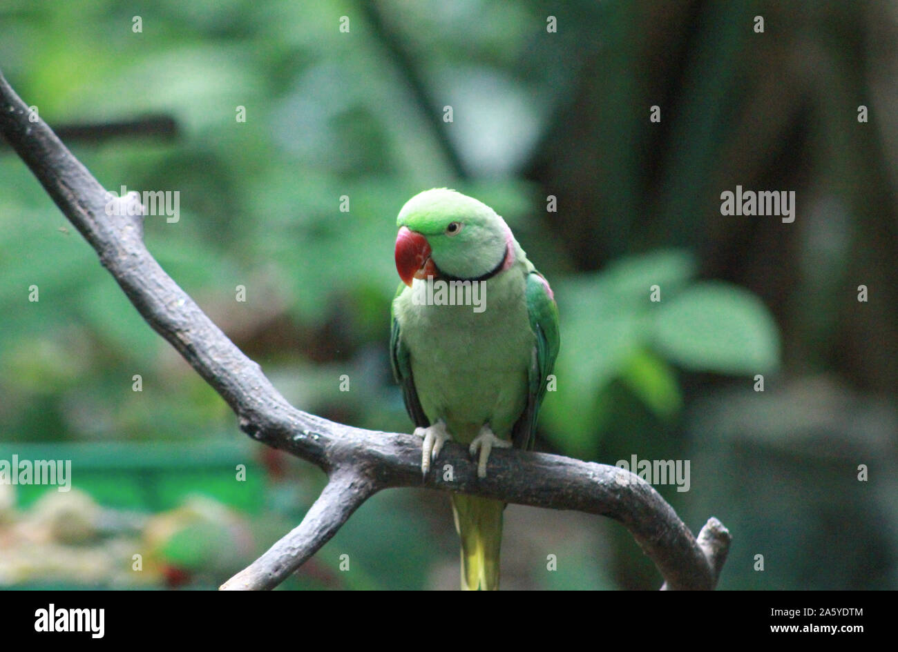 Indian ring neck parakeet hi-res stock photography and images - Alamy