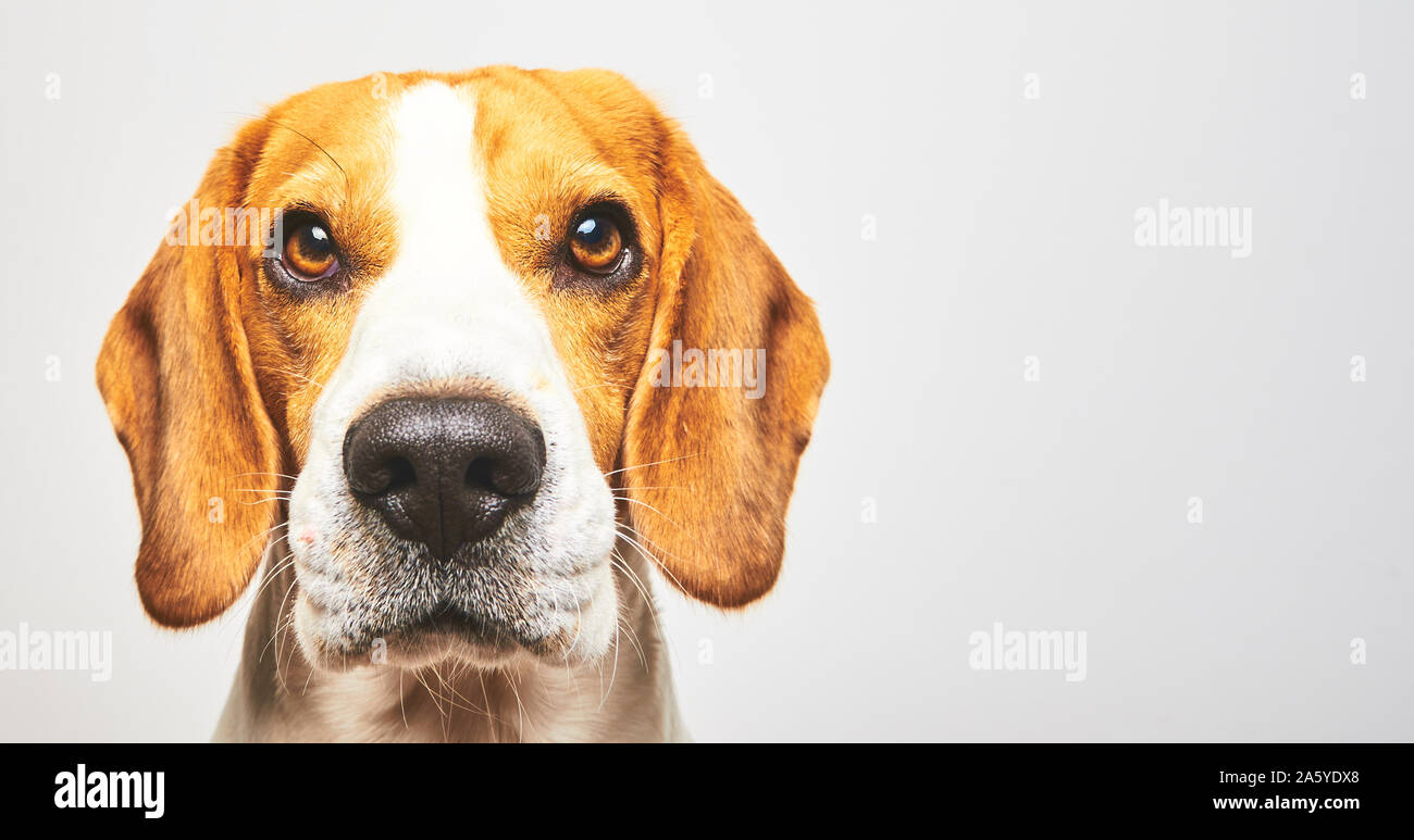 Close-up of Beagle dog, portrait, in front of white background Stock ...