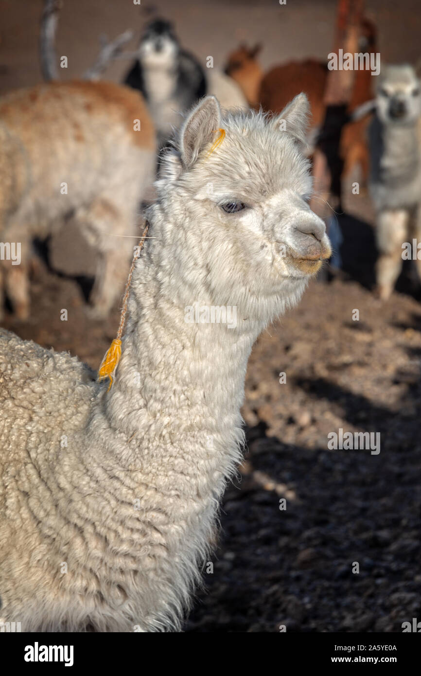 White alpaca portrait in Bolivia Stock Photo - Alamy