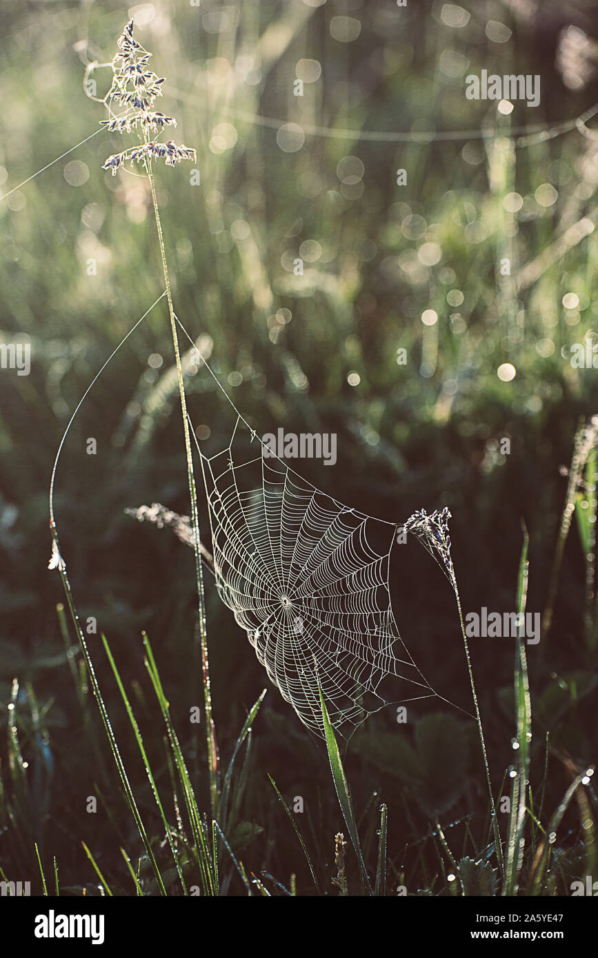 Plants with web Stock Photo - Alamy