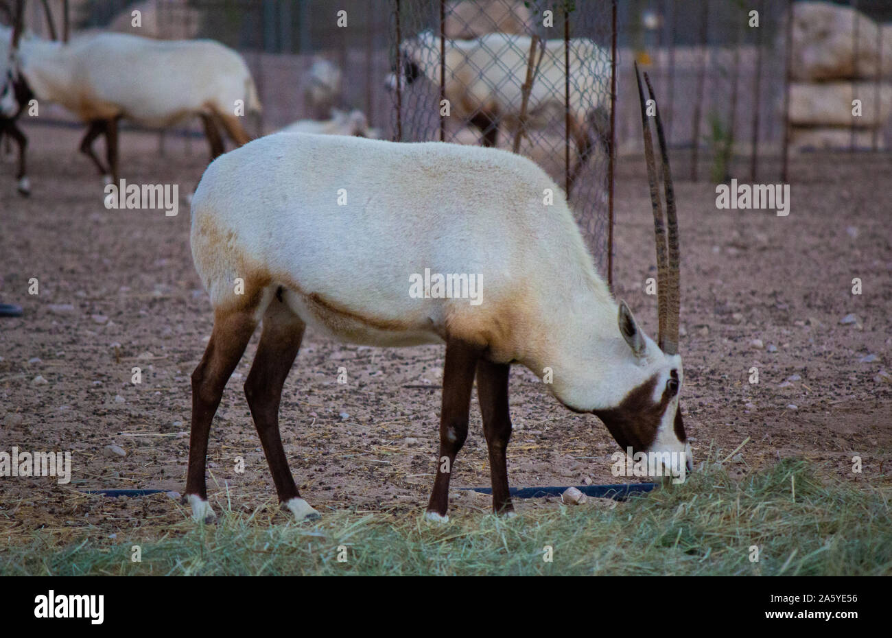 ARABIAN ORYX eating At Al Dosari Zoo - Doha , Qatar Stock Photo - Alamy