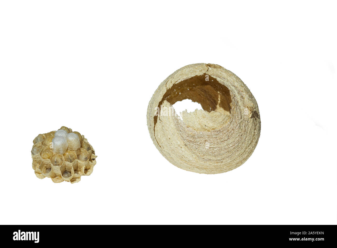 Baby bee background closeup dangerous hi-res stock photography and ...