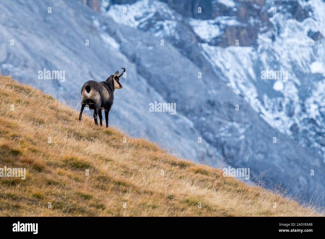 chamois on a alpine meadow in the Swiss Alps Stock Photo - Alamy
