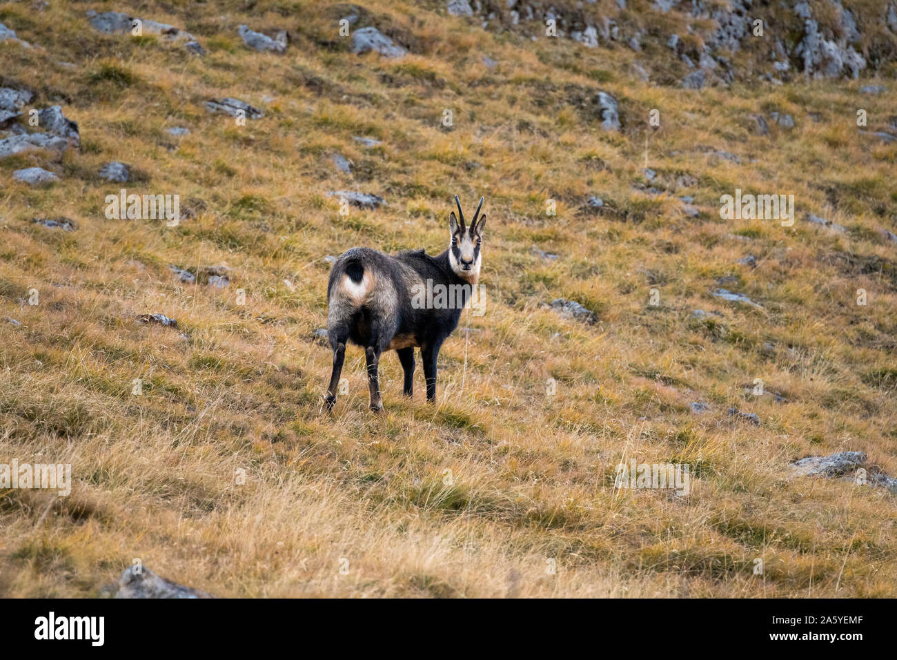 chamois on a alpine meadow in the Swiss Alps Stock Photo - Alamy