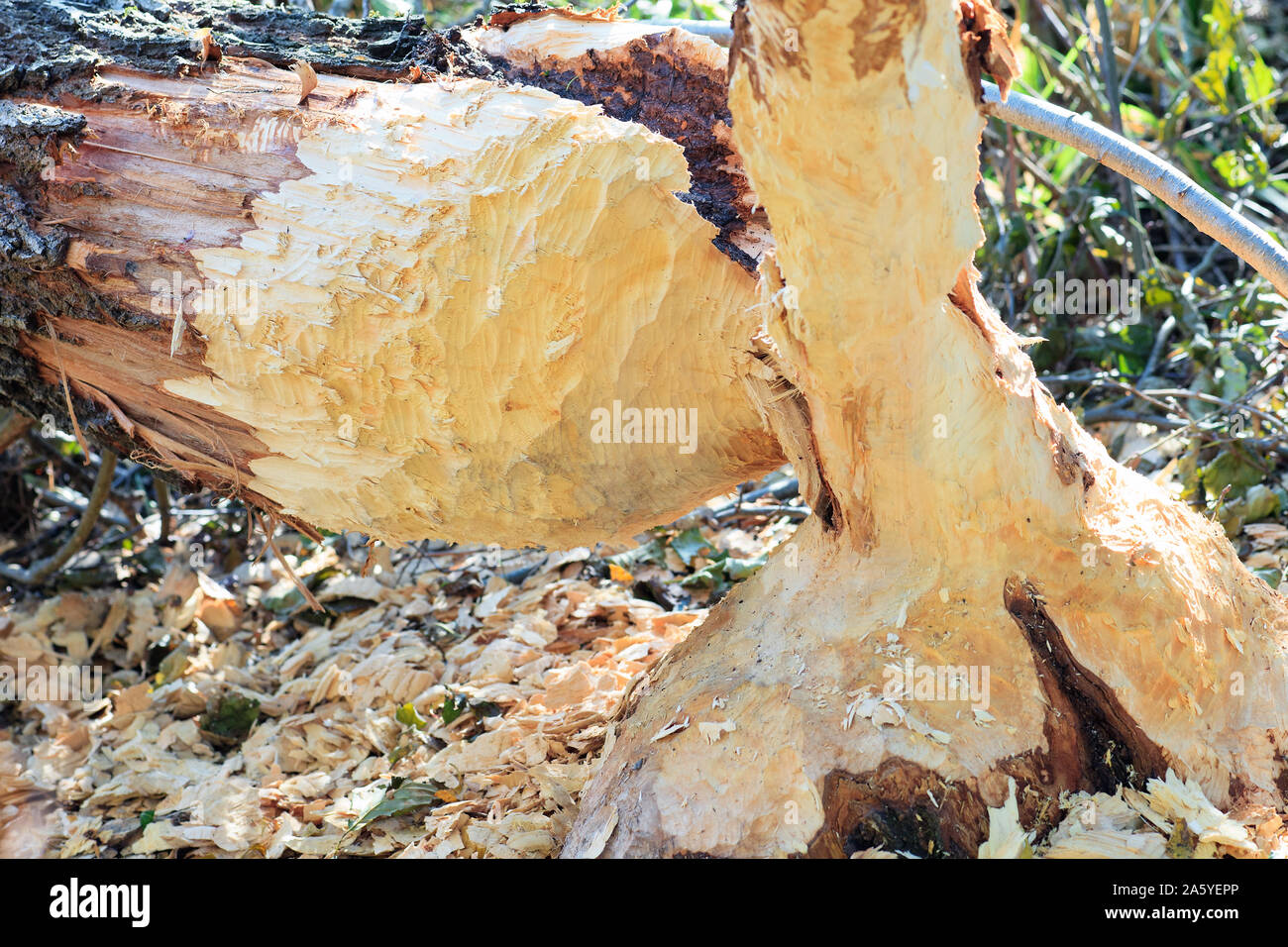 Tree gnawed by beavers. Damaged chewed tree with animals teeth marks ...