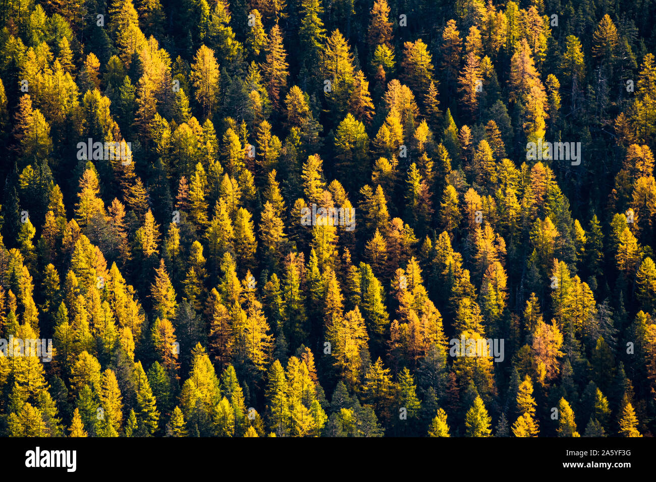 Swiss national park hi-res stock photography and images - Alamy
