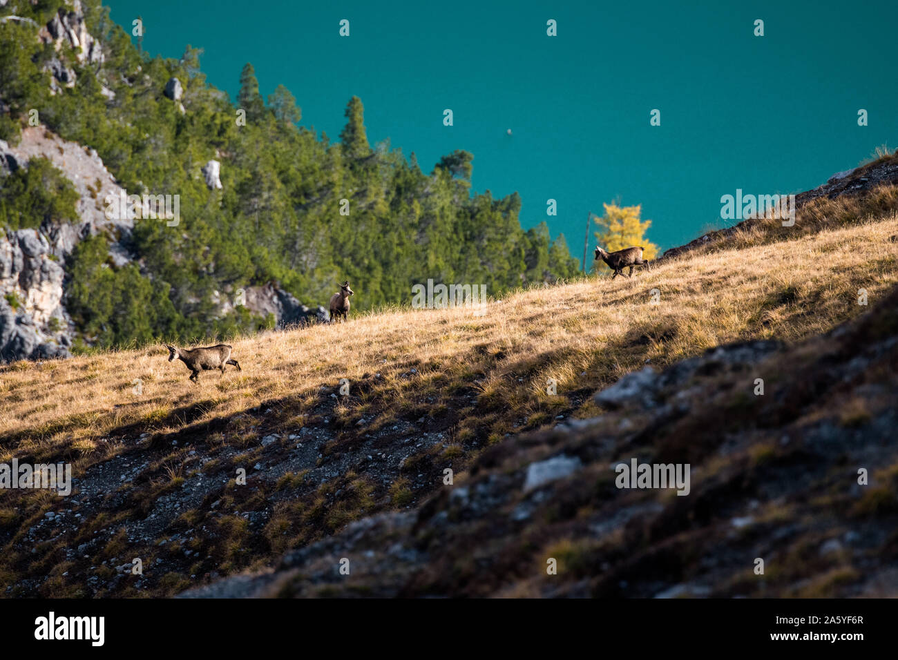 Stausee swiss alps hi-res stock photography and images - Alamy