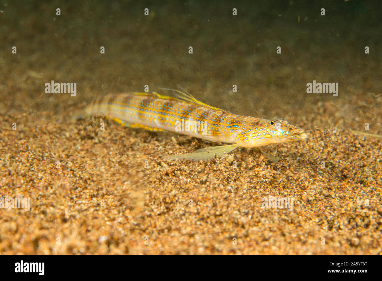 Trichonotus setiger hi-res stock photography and images - Alamy