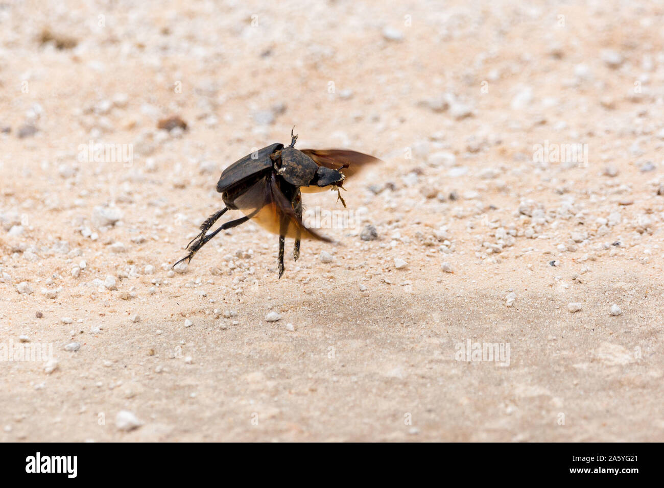Flying Dung Beetle Beetles In The Scarabaeidae Family, Chafers