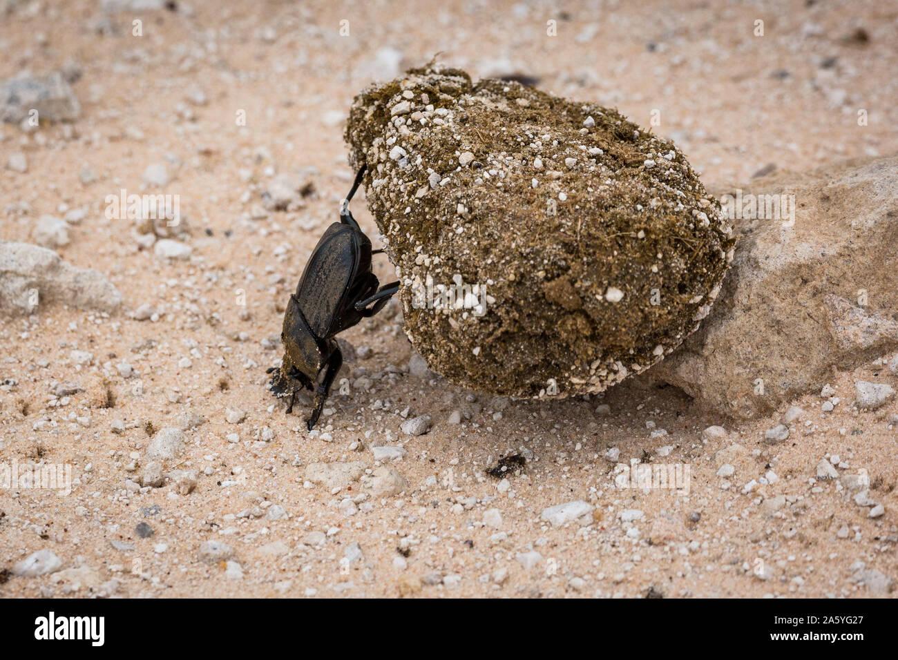 Dung beetle rolling a big ball of dung over the ground, Namibia, Africa ...