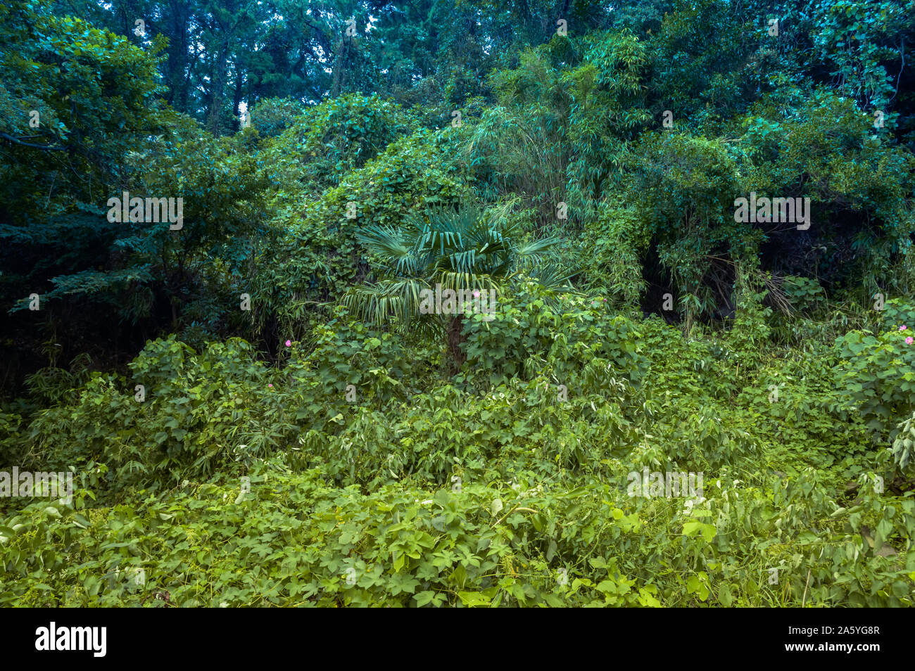 Greeneries hi-res stock photography and images - Alamy