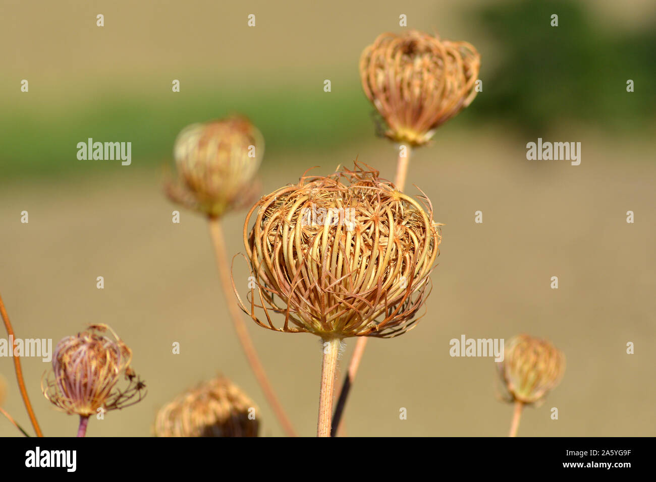 Plants dried in the sun due to drought in Southern Italy Stock Photo ...