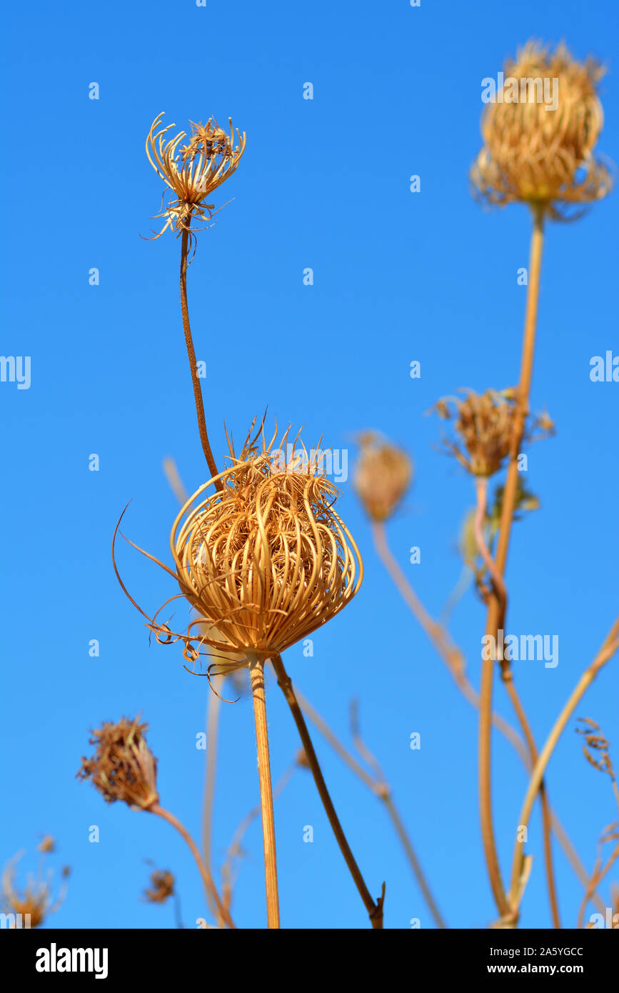 Plants dried in the sun due to drought in Southern Italy Stock Photo ...