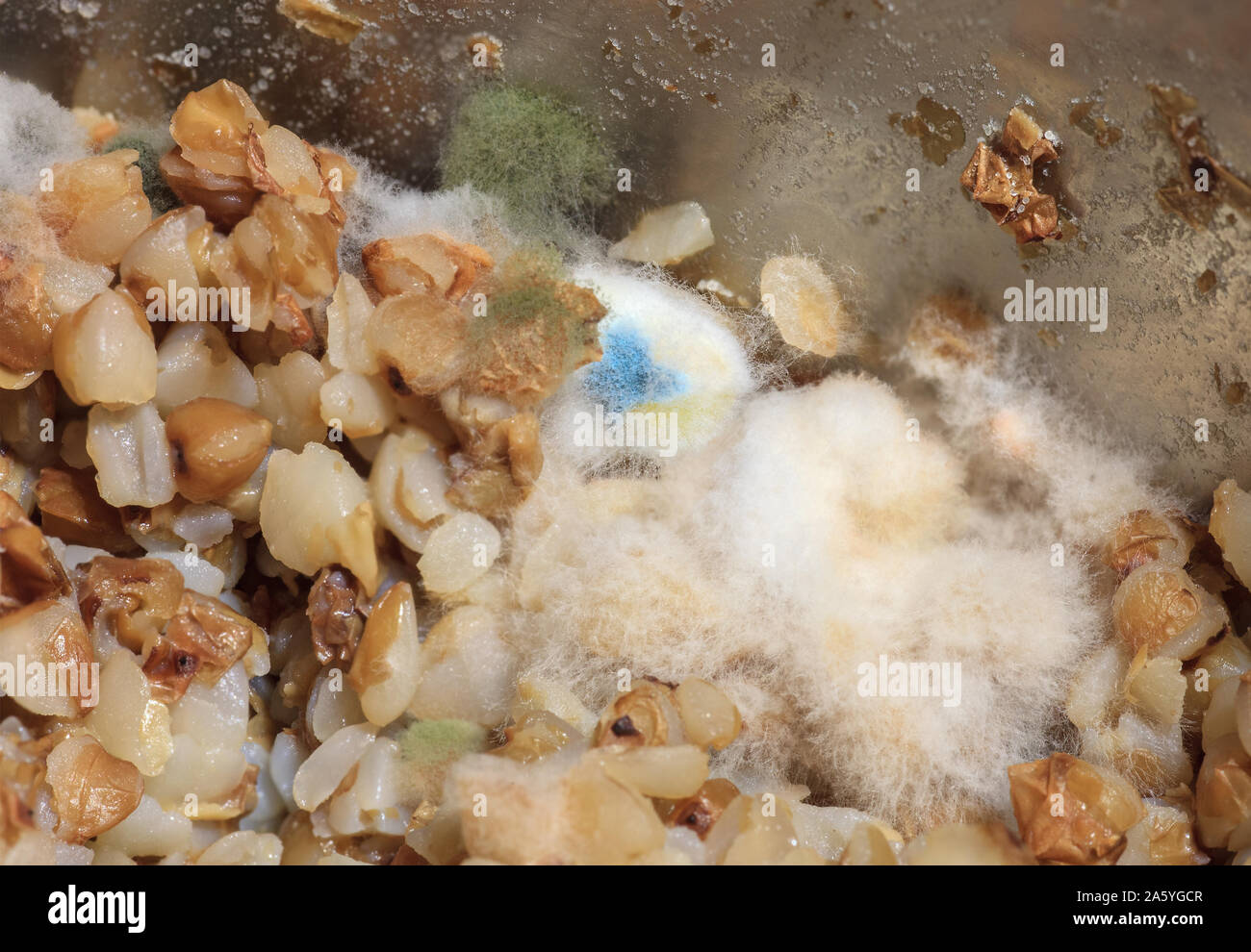 Fluffy fungi spores mold growing on buckwheat porridge in metal cooking ...