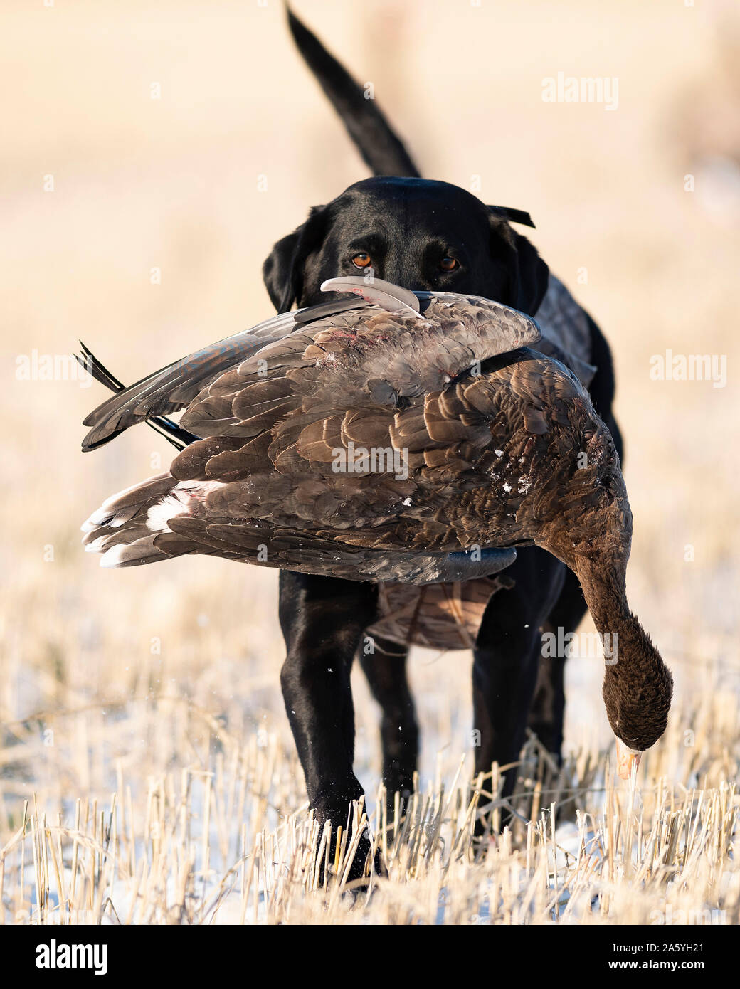 A Black Labrador Retriever with a Whitefronted Goose in North Dakota ...