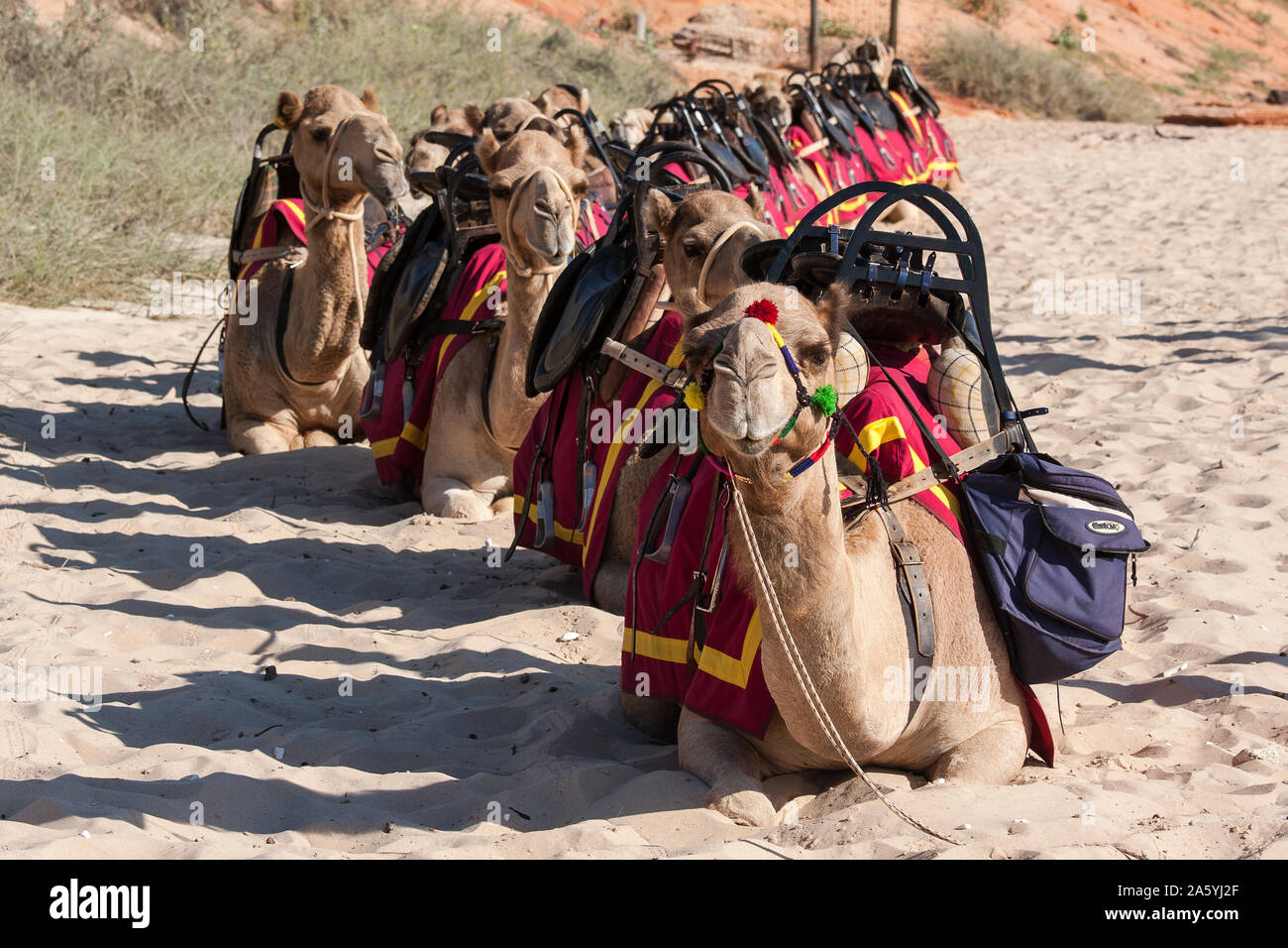 Tourist Camel Train Broome Western Australia Stock Photo - Alamy