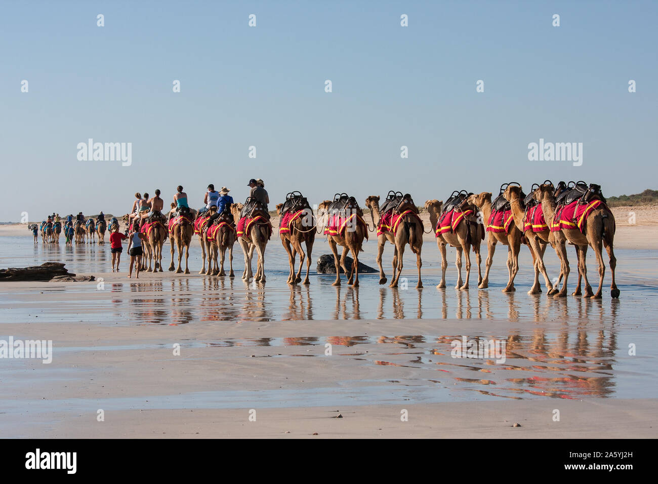 Tourist Camel Train Broome Western Australia Stock Photo - Alamy