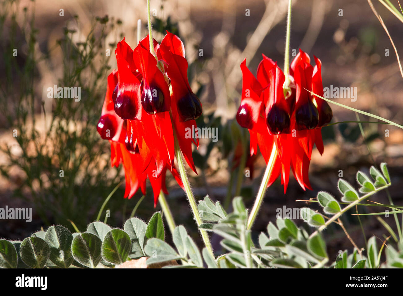 Stuart's Desert Pea Stock Photo - Alamy