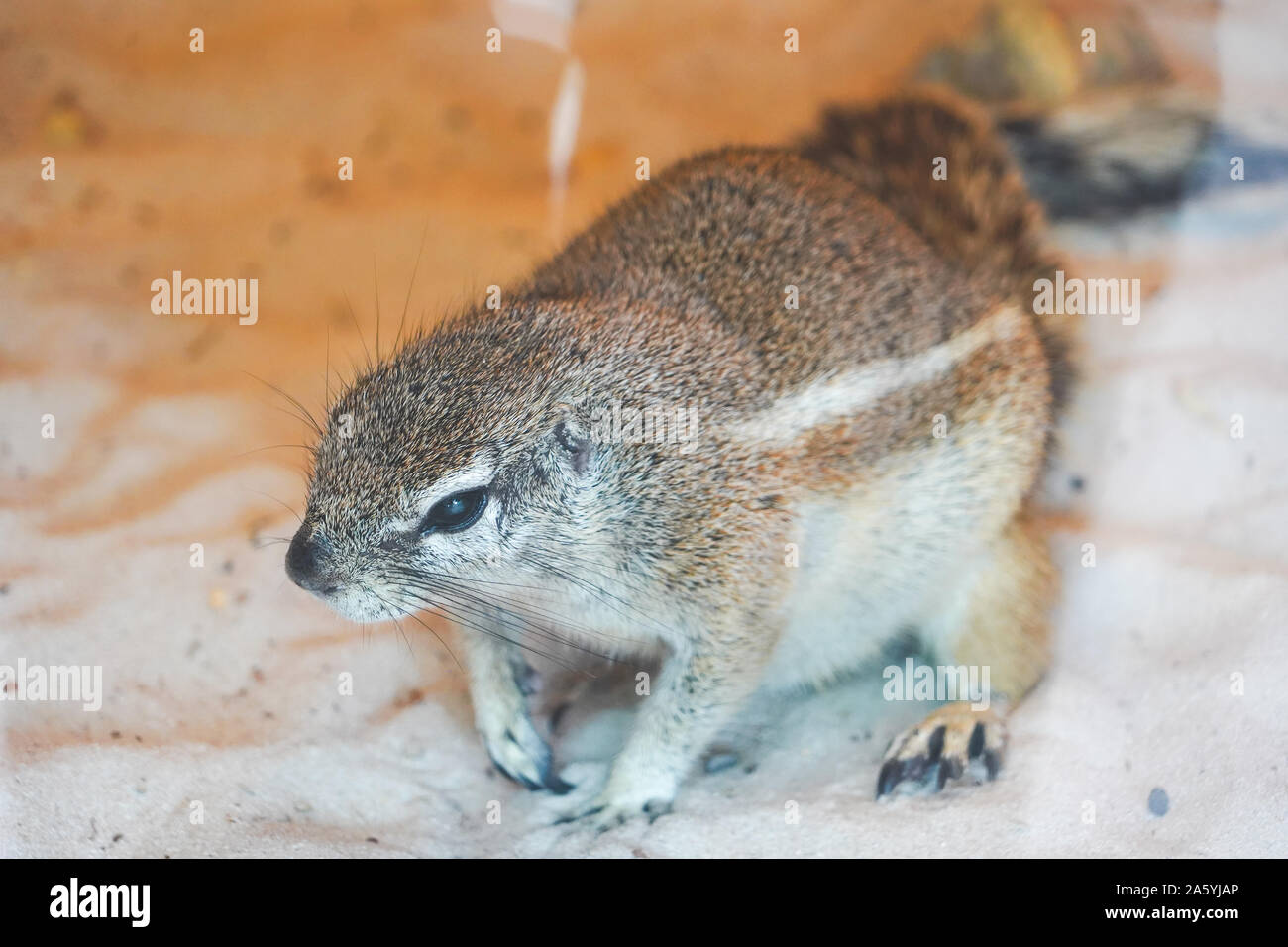 Cape Ground squirrel in their natural habitat at the zoo Stock Photo ...