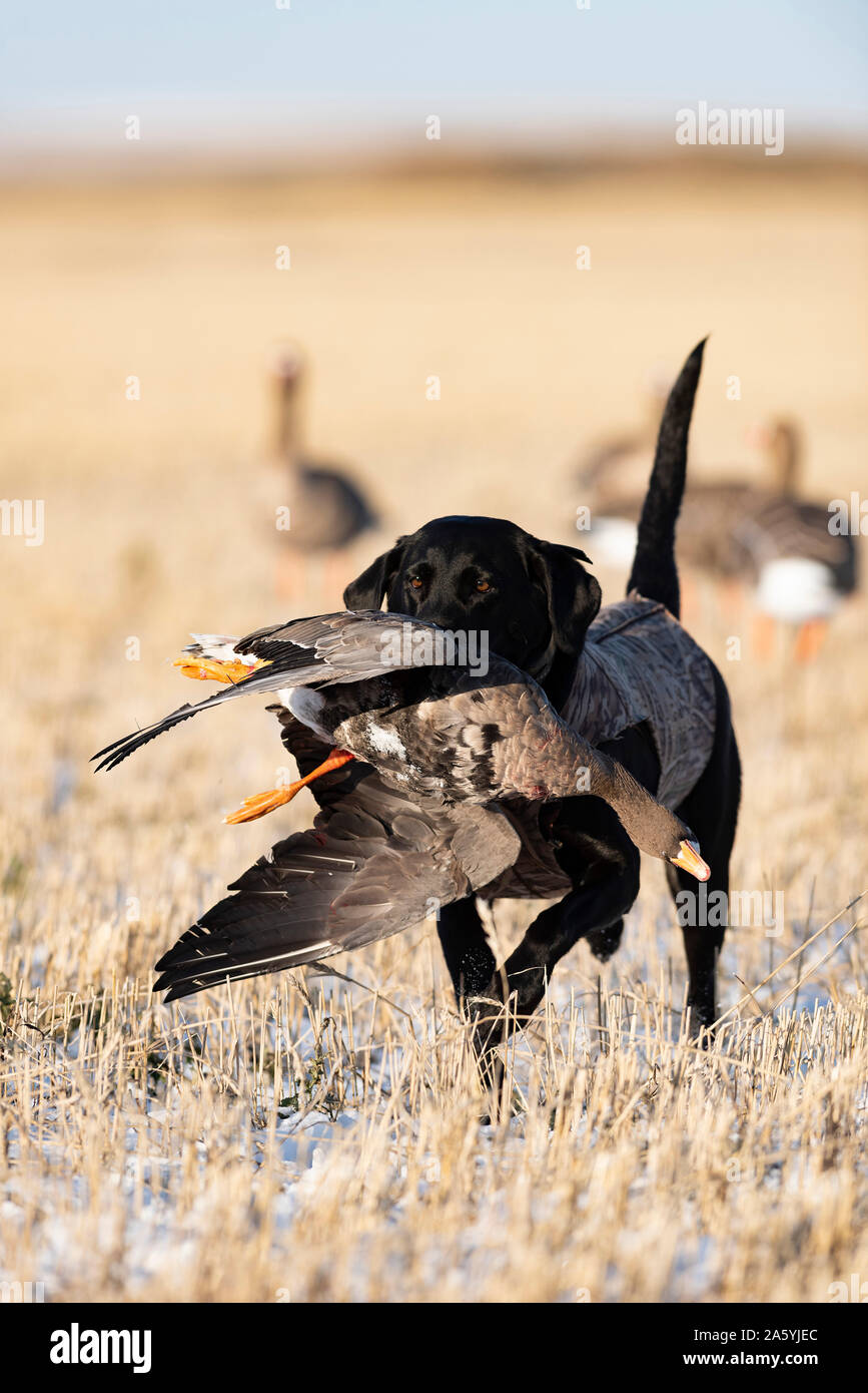 A Black Labrador Retriever with a Whitefronted Goose in North Dakota ...