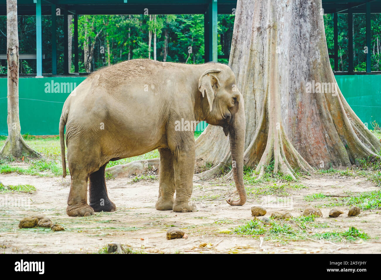 How to care and feed wild animals hi-res stock photography and images ...
