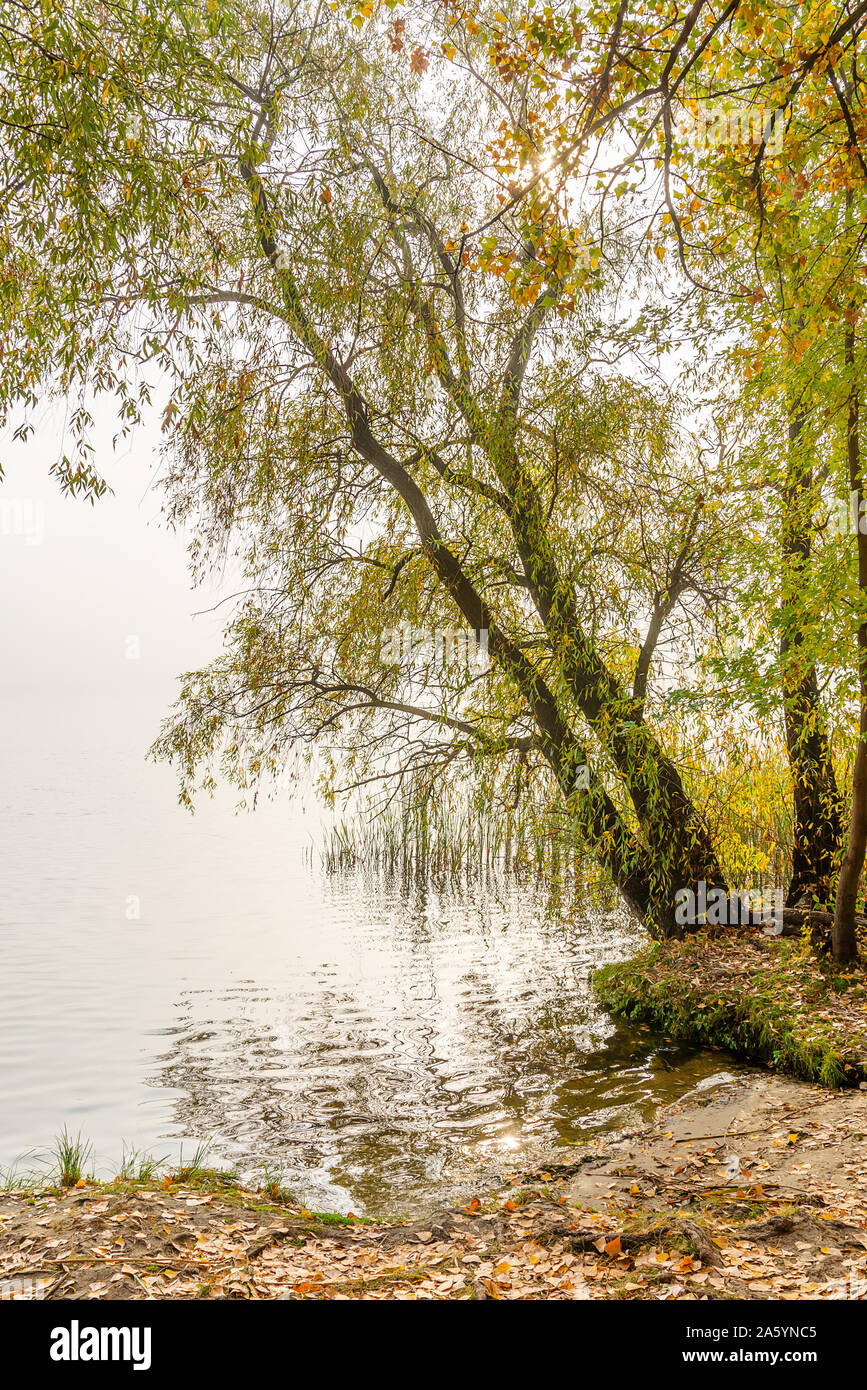 Backlit willow tree over the Dniper river, in autumn, in the Obolon ...